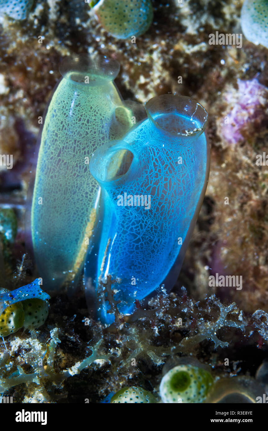 Blue transparent sea squirt rhopalaea crassa hi-res stock photography and images - Alamy