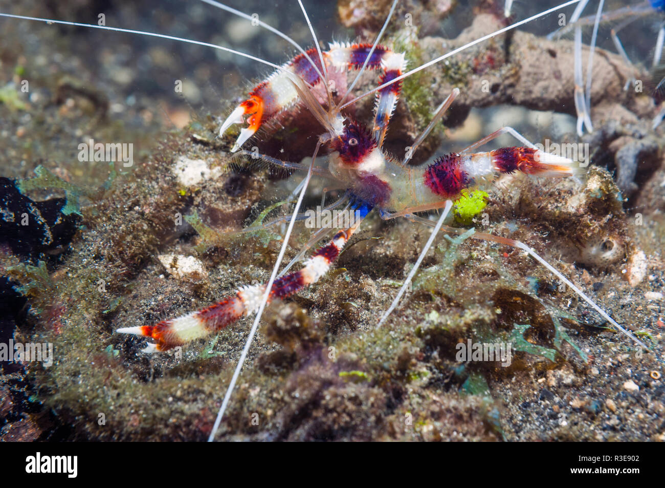 Banded coral shrimp (Stenopus hispidus). Lembeh Strait, Sulawesi ...