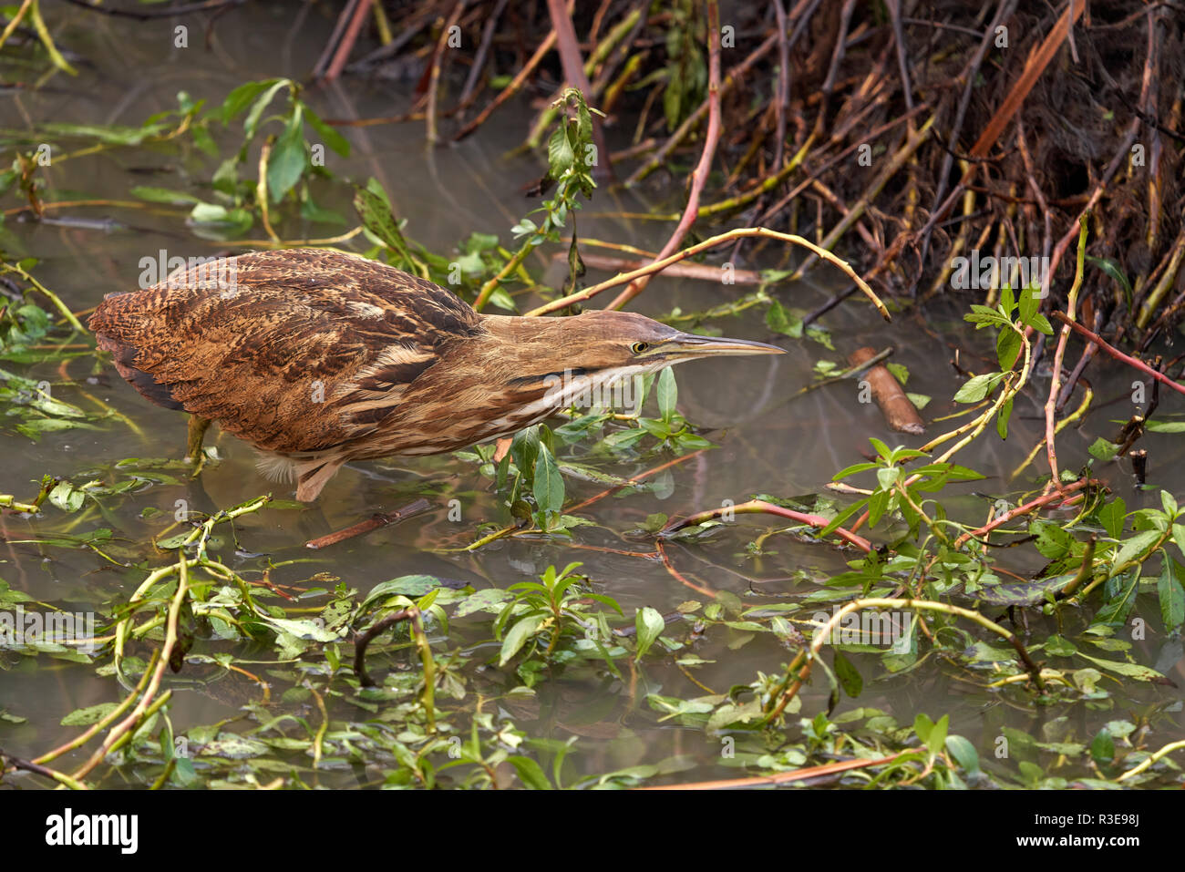 American Bittern (Botaurus lentiginosus), Yolo County California Stock ...
