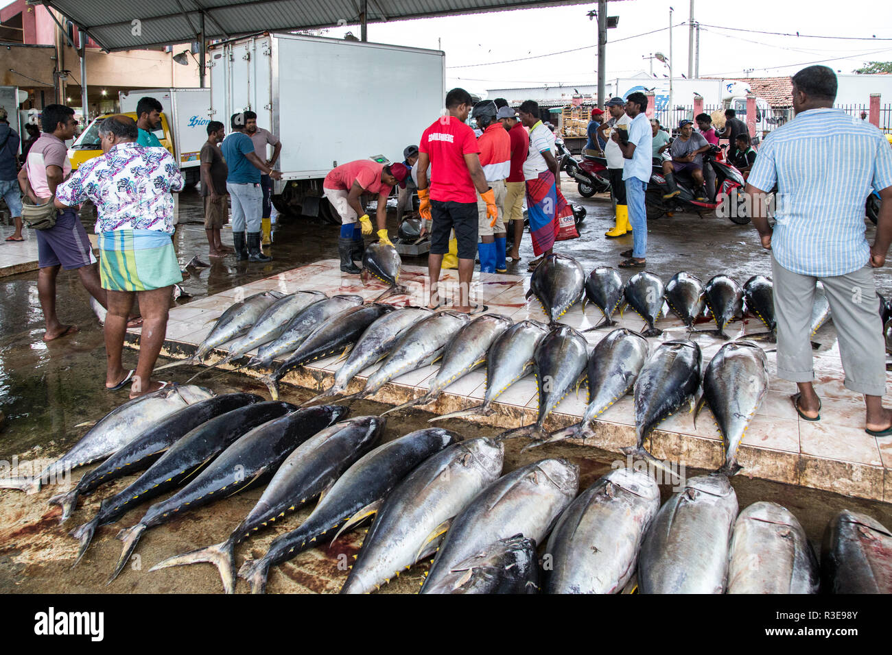 Sri lanka fish hi-res stock photography and images - Alamy