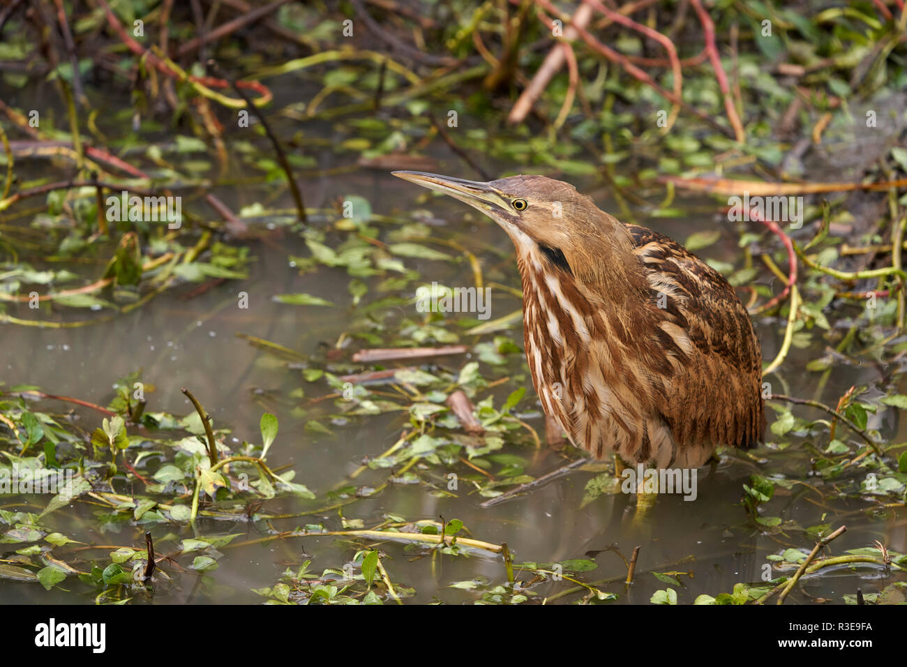 American Bittern (Botaurus lentiginosus), Yolo County California Stock ...