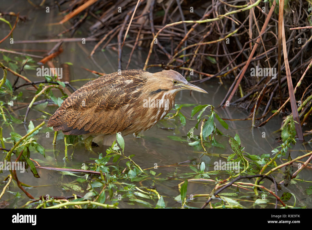 American Bittern (Botaurus lentiginosus), Yolo County California Stock ...