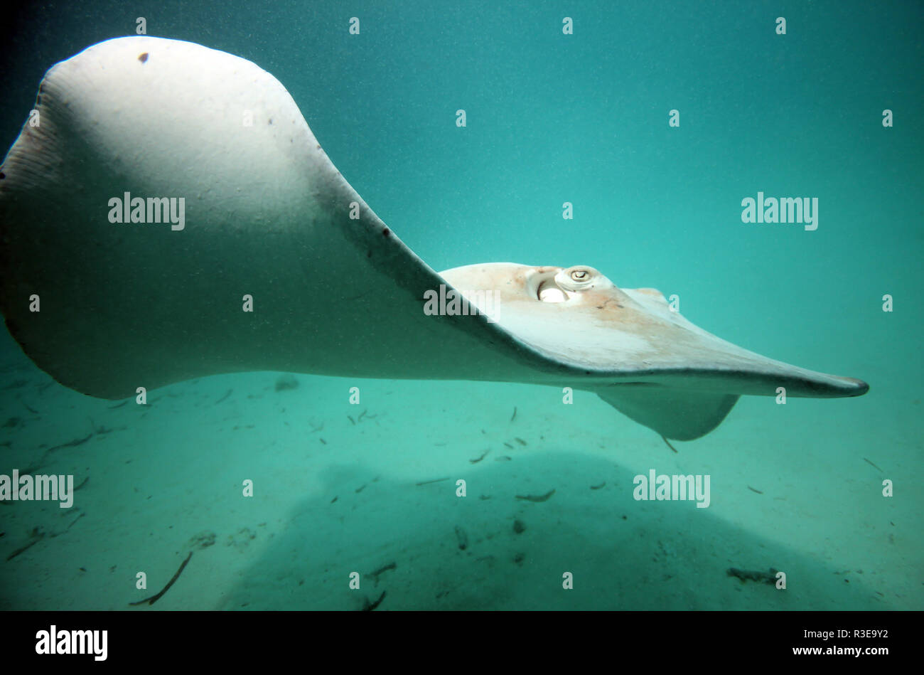 Pink whipray hi-res stock photography and images - Alamy