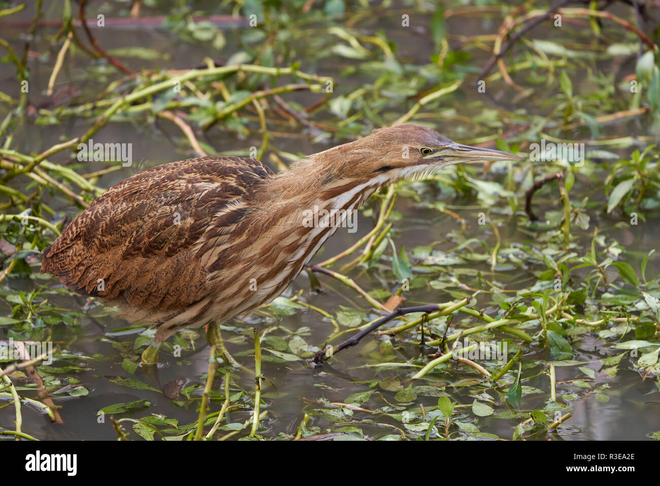 American Bittern (Botaurus lentiginosus), Yolo County California Stock ...