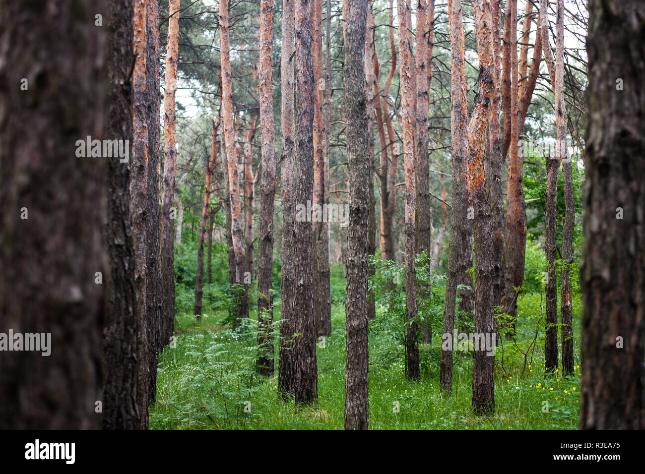 Gauze leaf hi-res stock photography and images - Alamy