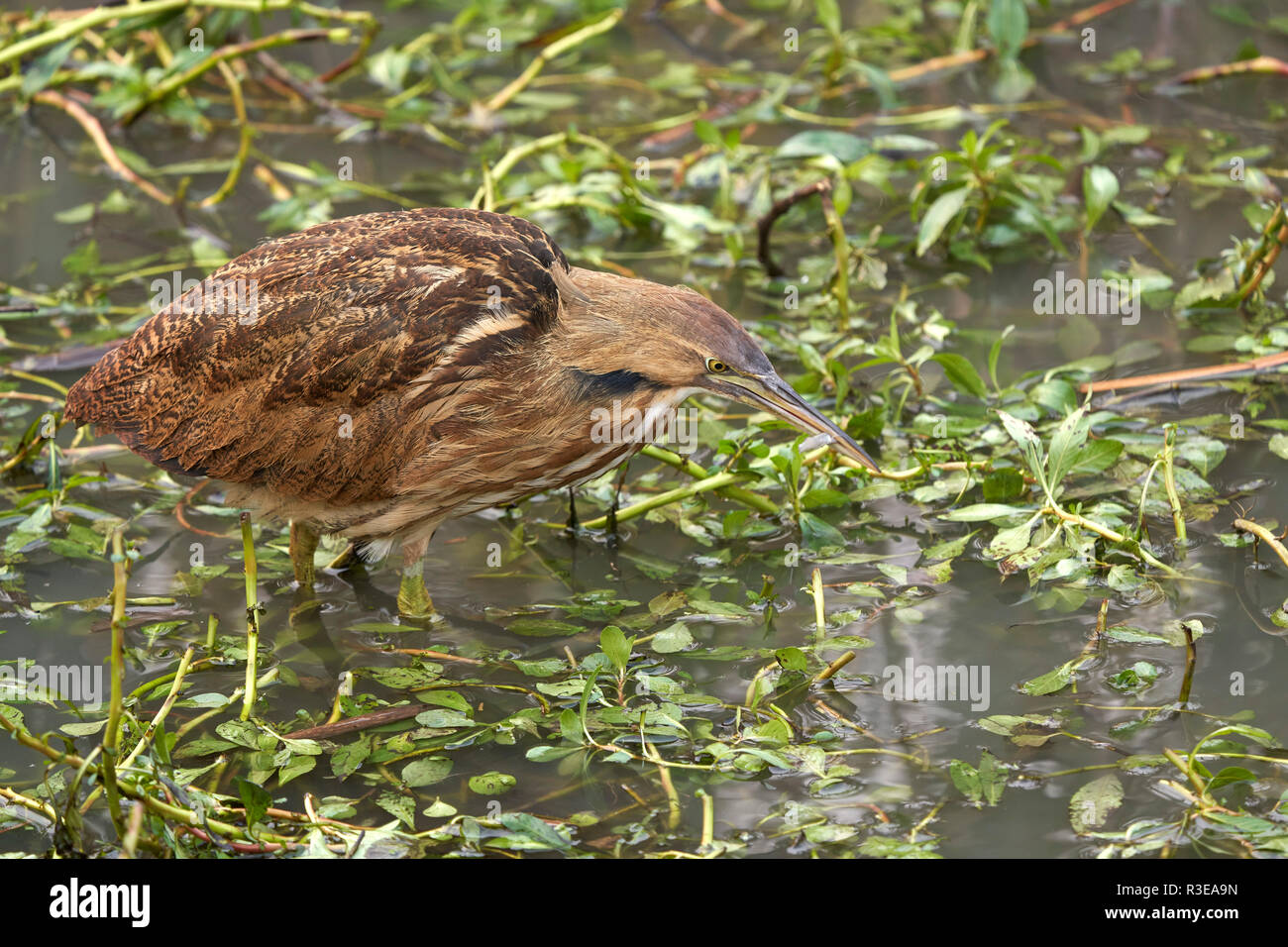 American Bittern (Botaurus lentiginosus), Yolo County California Stock ...