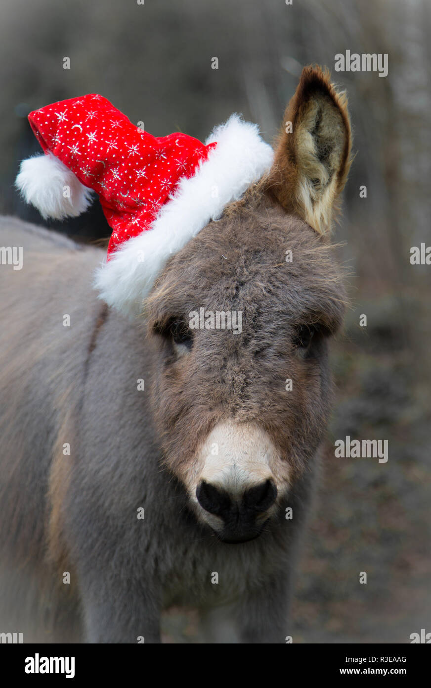 Santa claus donkey hi-res stock photography and images - Alamy