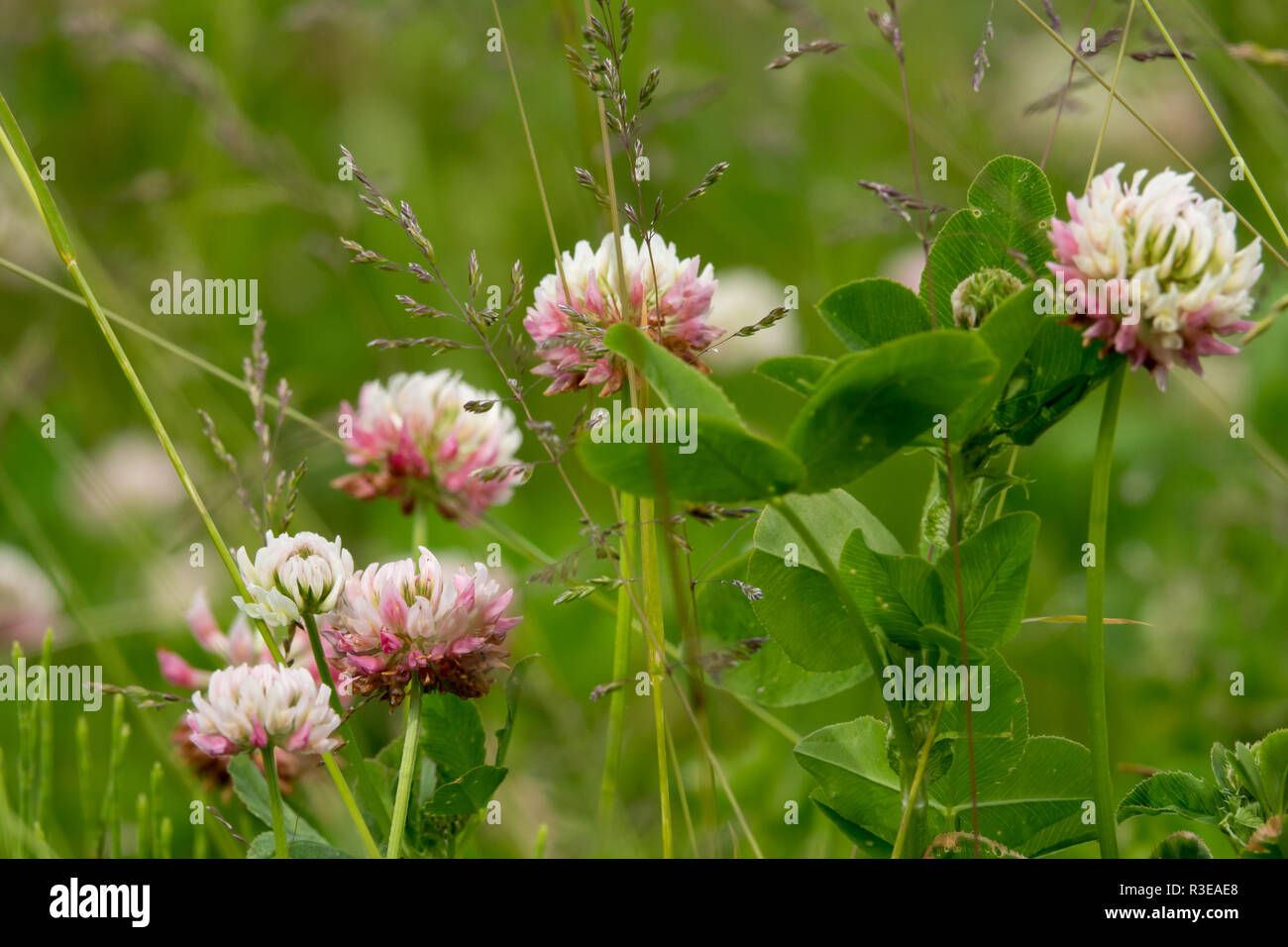 Clover meadow hi-res stock photography and images - Alamy