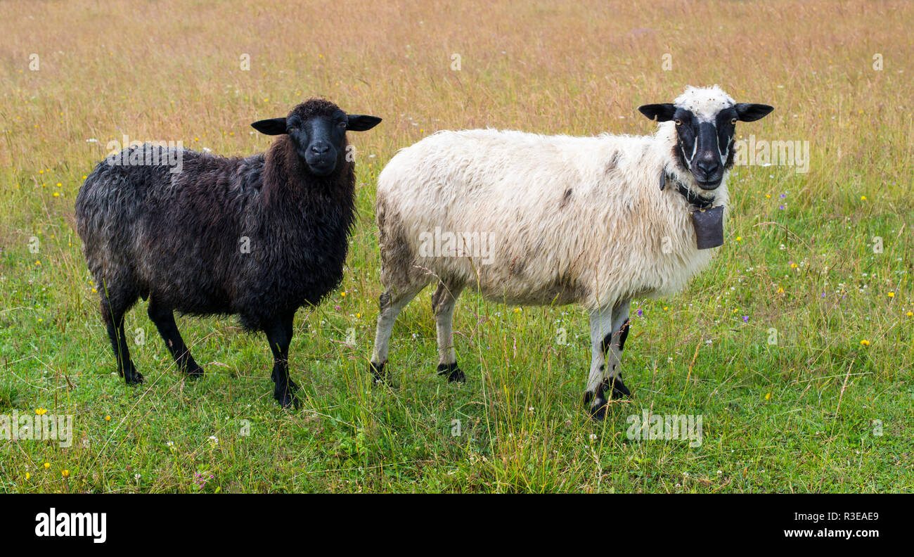 Ewe bell hi-res stock photography and images - Alamy