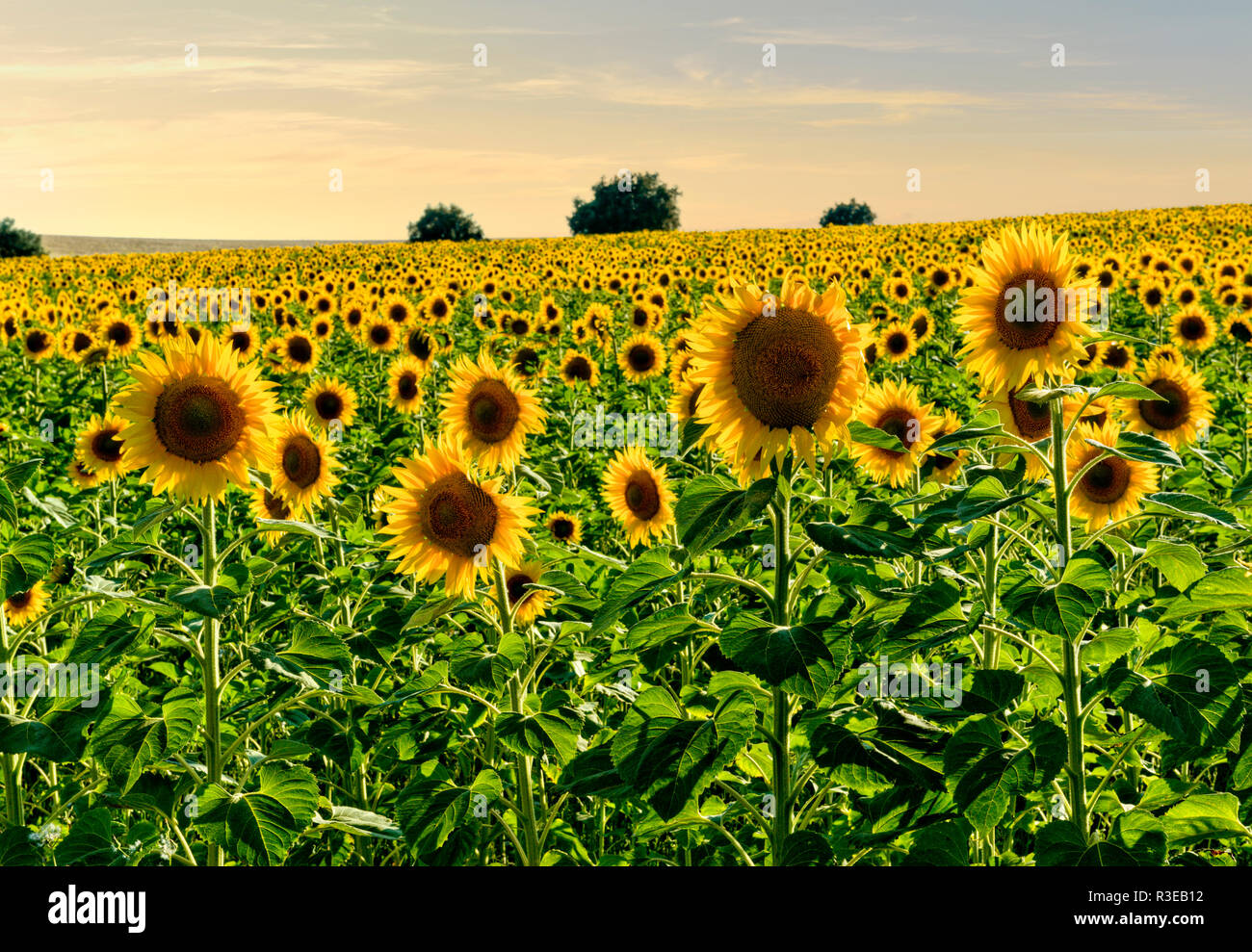 A crop of sunflowers in Portugal, on the borders of the Spanish ...