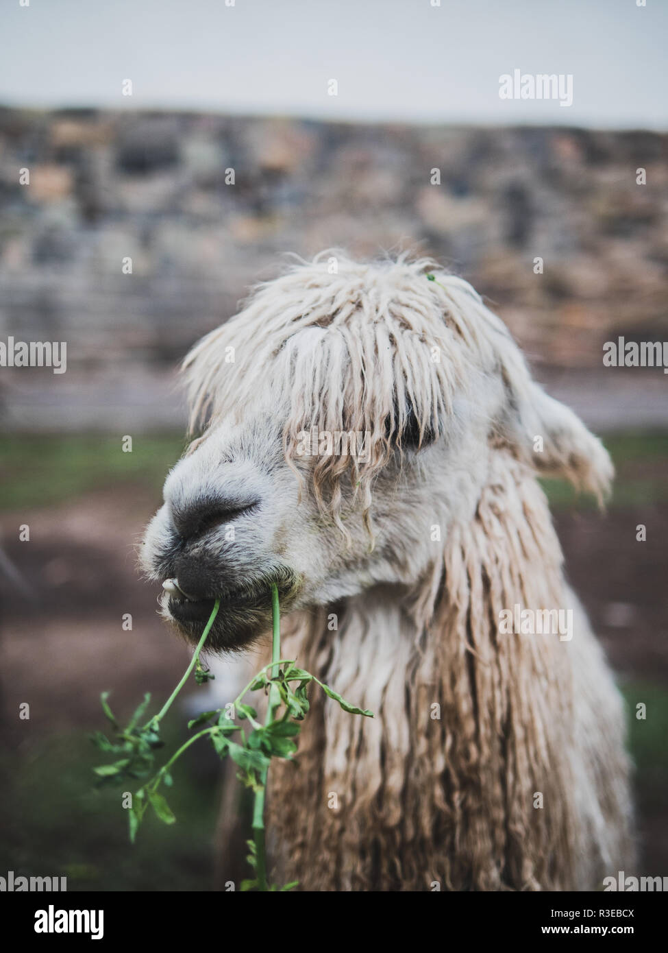 Typical peruvian llama eating in Cusco Stock Photo - Alamy