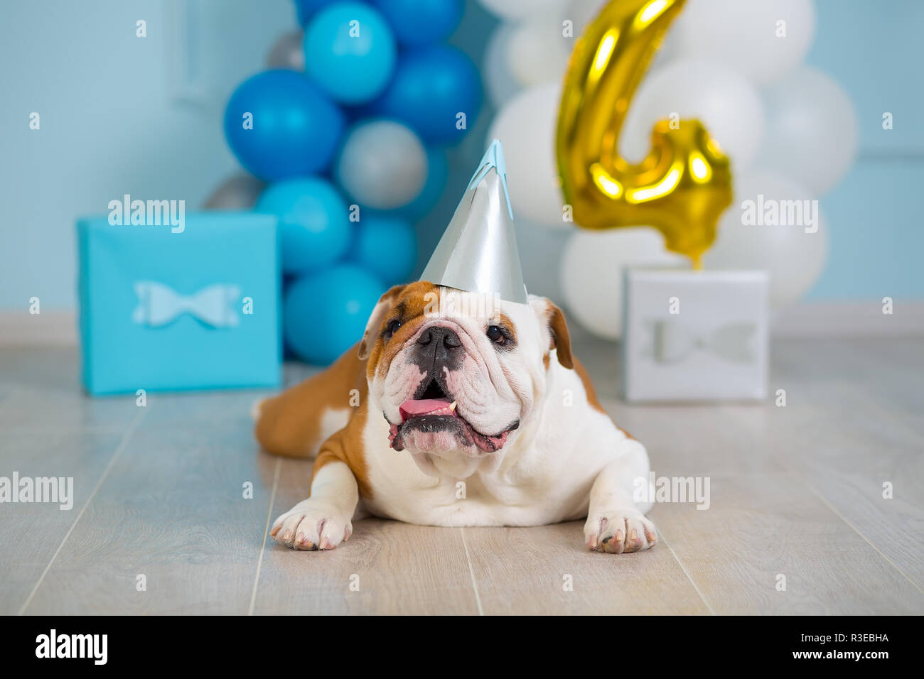 Cute english bulldog celebrating his 4 birthday party dog happy sitting ...