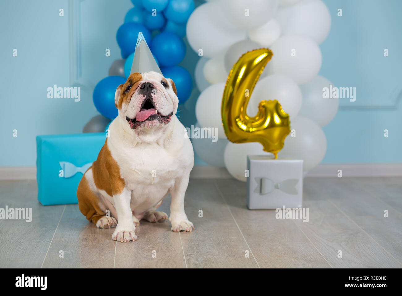 Cute english bulldog celebrating his 4 birthday party dog happy sitting ...