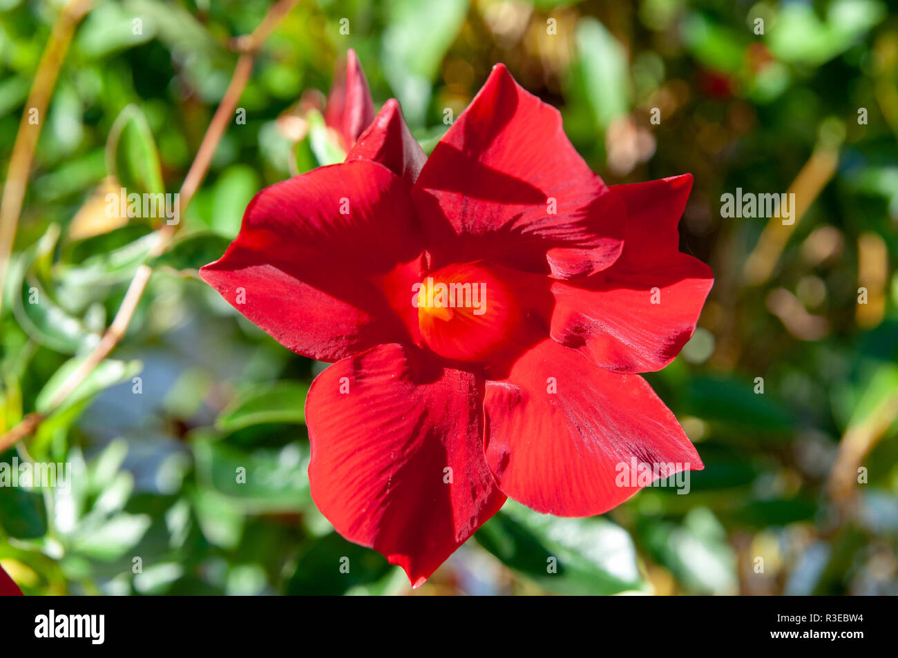 Red flower top view hi-res stock photography and images - Alamy