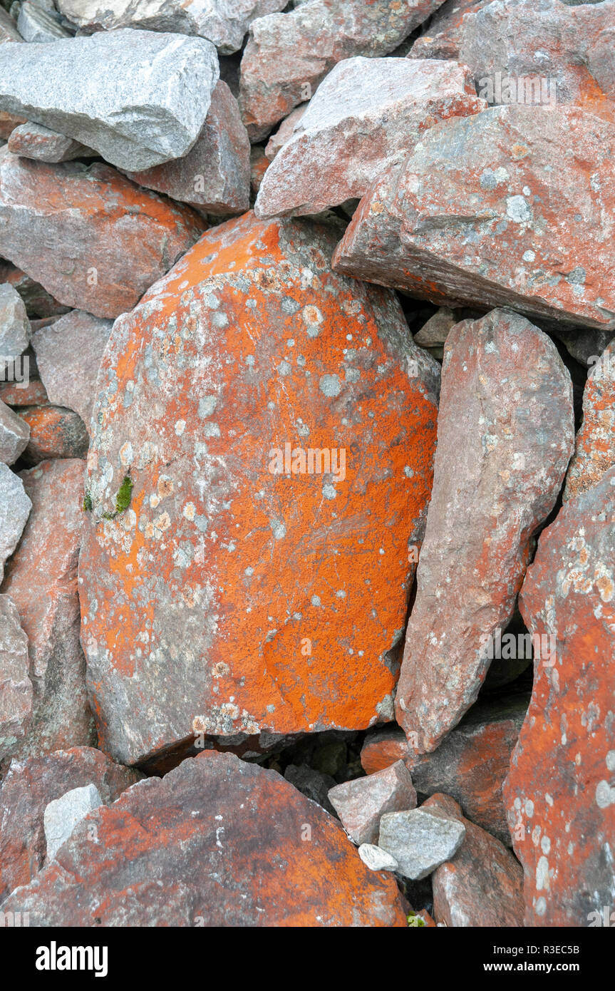 Close-up of a patch of bright orange Trentepohlia sp. alga growing on ...
