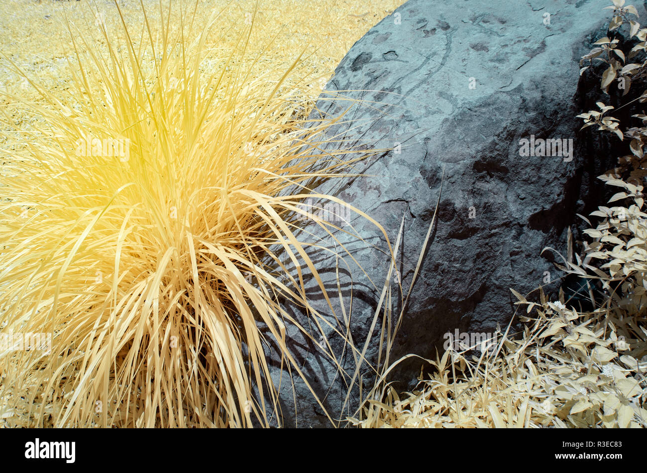 Infrared image of tall grass in bright yellow next to a boulder Stock ...