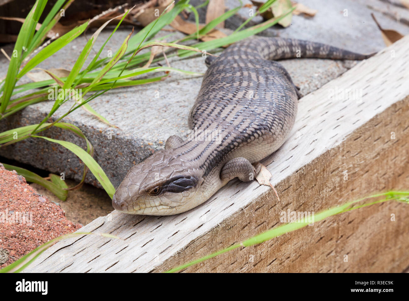 Eastern blue tongued lizards hi-res stock photography and images - Alamy