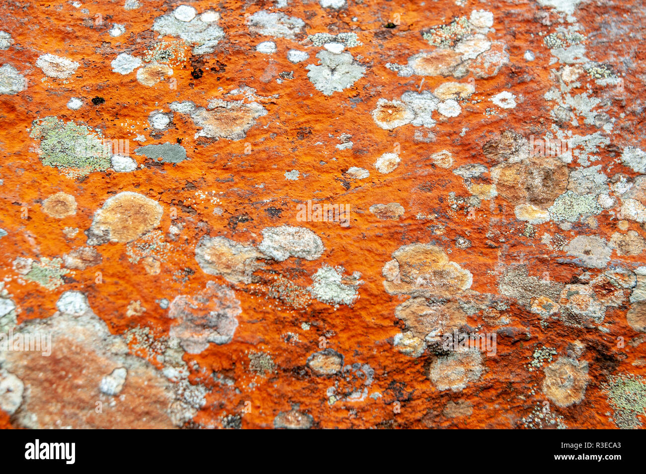 Orange Algae High Resolution Stock Photography and Images - Alamy
