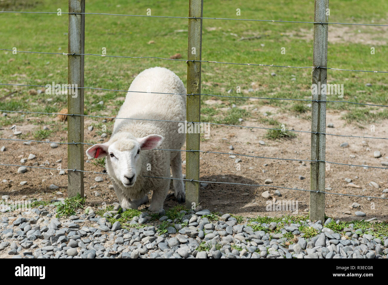 Sheep head through fence hi-res stock photography and images - Alamy