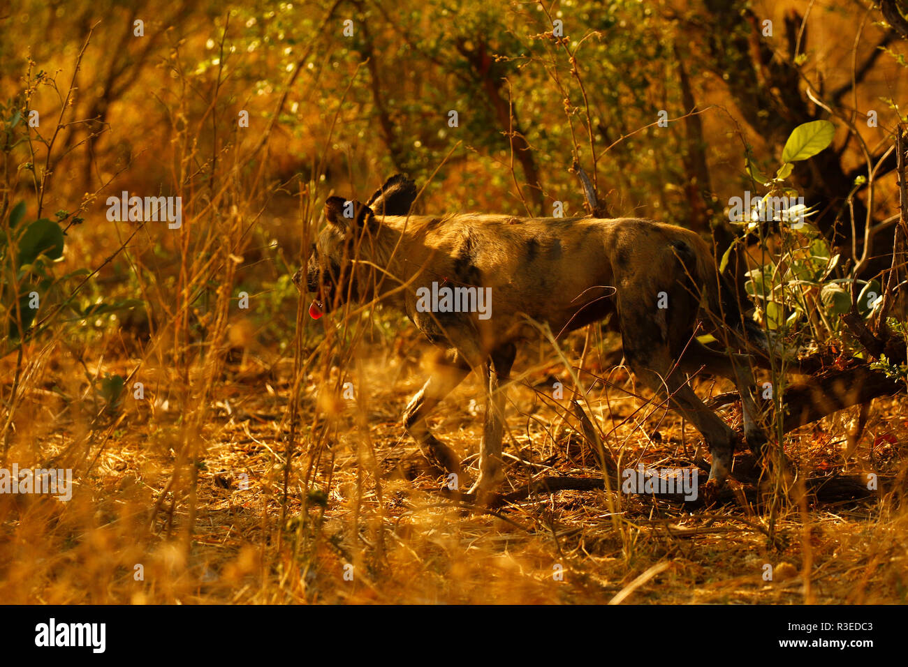 African Wild dogs hunting Stock Photo - Alamy