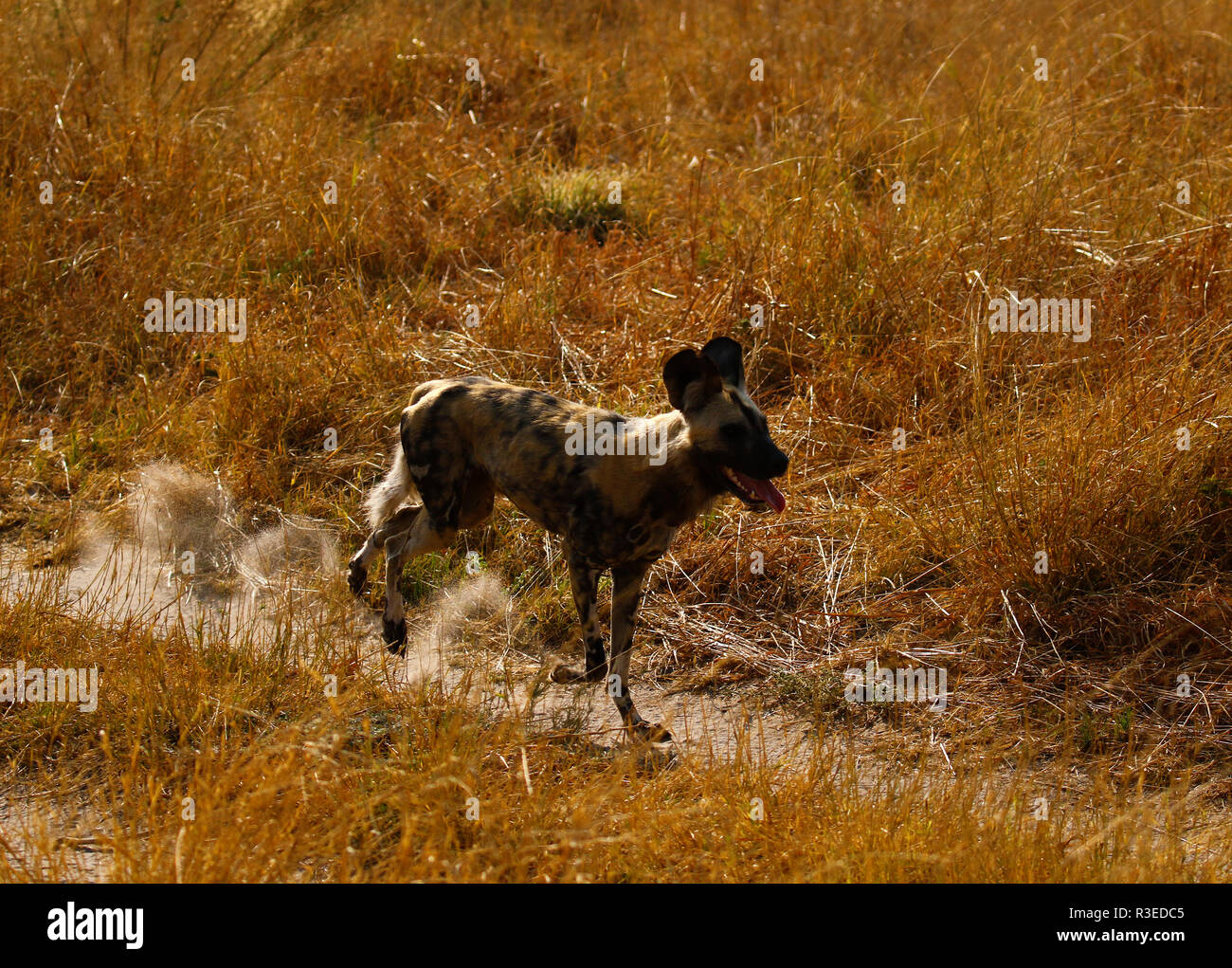 African Wild dogs hunting Stock Photo - Alamy
