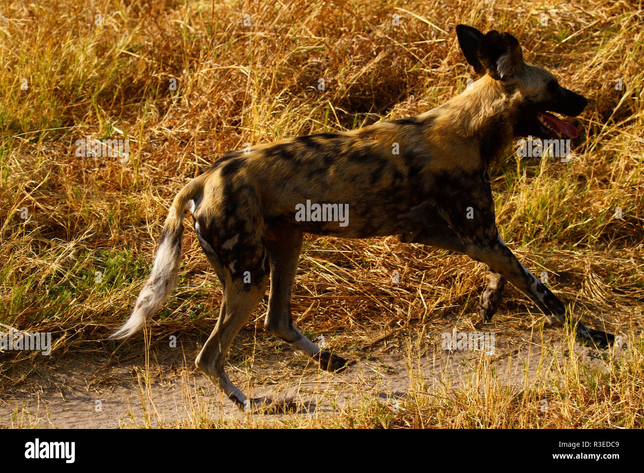 African Wild dogs hunting Stock Photo - Alamy