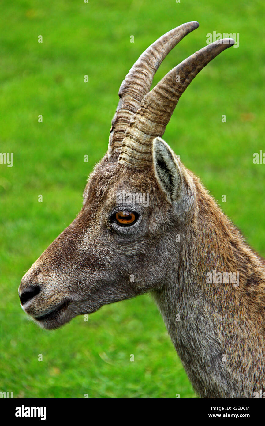 Goat skin paper hi-res stock photography and images - Alamy