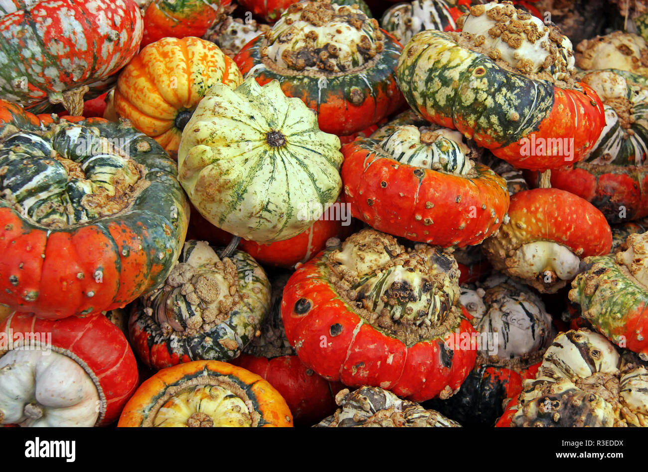 red turban pumpkin and other types of squash Stock Photo - Alamy