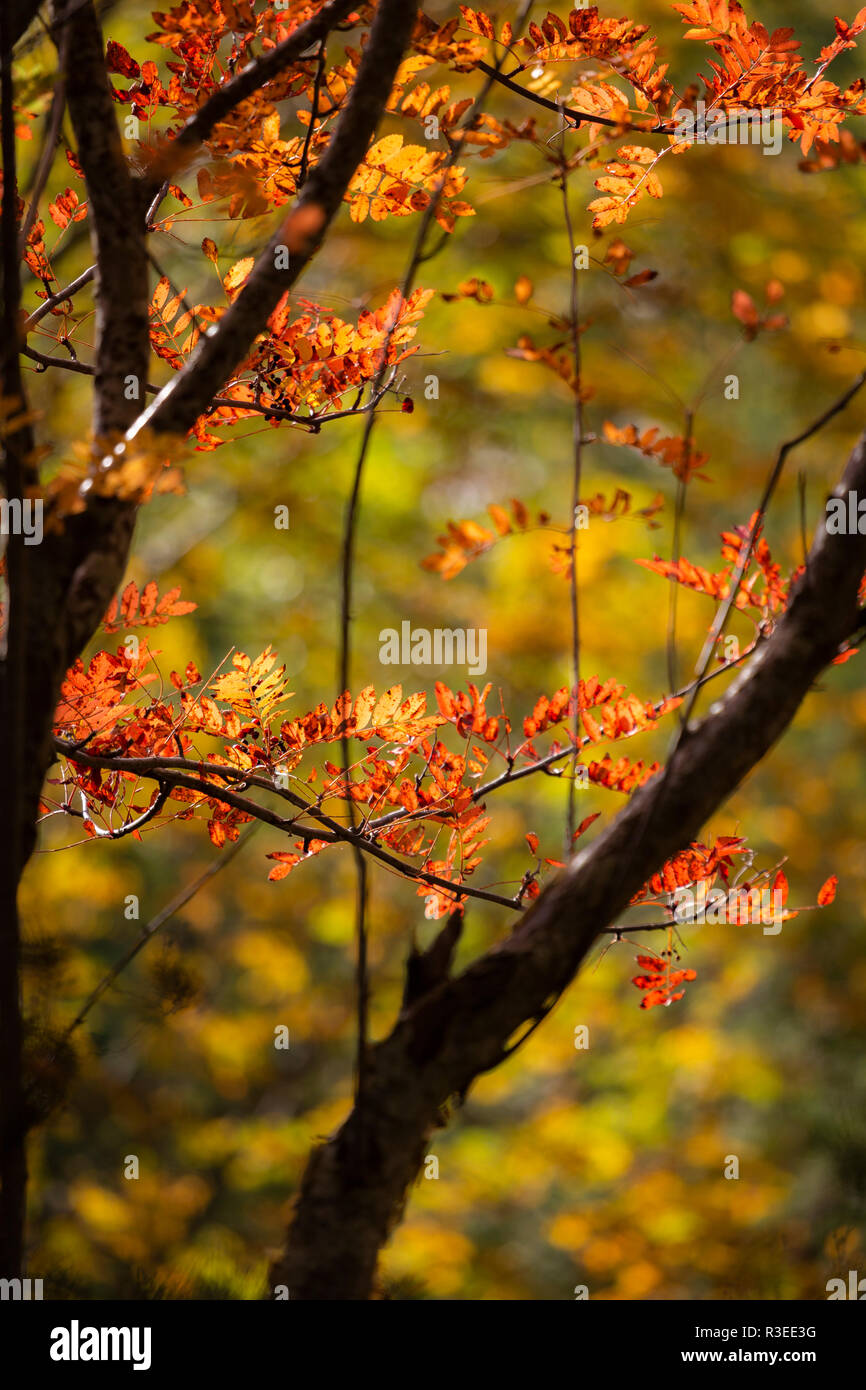 Rowan trees uk wood hi-res stock photography and images - Alamy