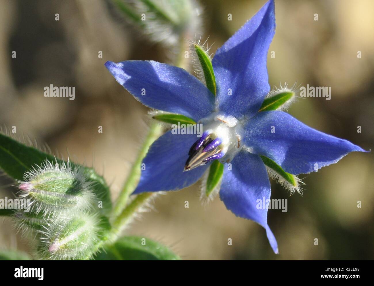 witchweeds with magic Stock Photo - Alamy