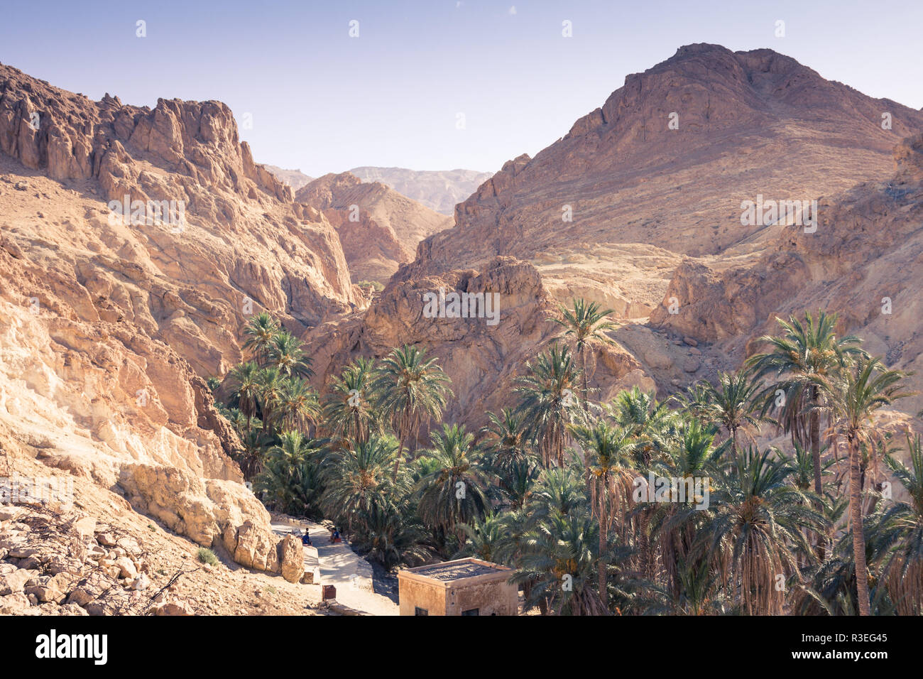 Algeria oasis sahara river hi-res stock photography and images - Alamy