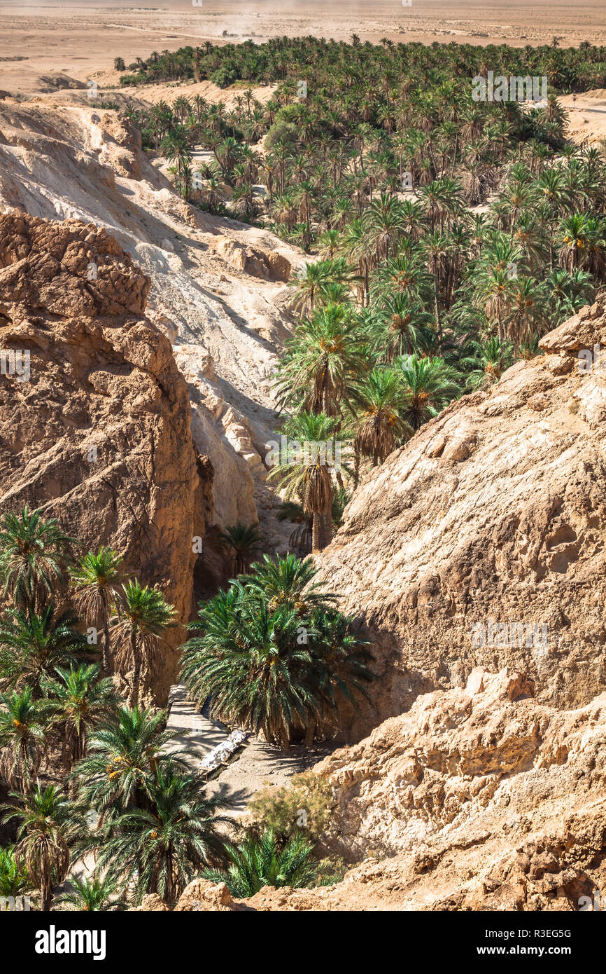 Algeria oasis sahara river hi-res stock photography and images - Alamy