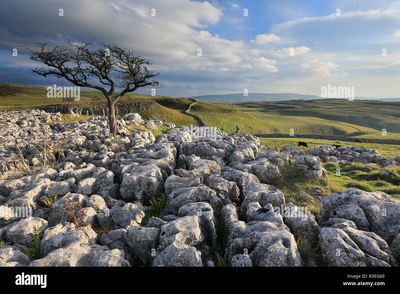 A lone tree growing on the limestone pavement near to the village of ...
