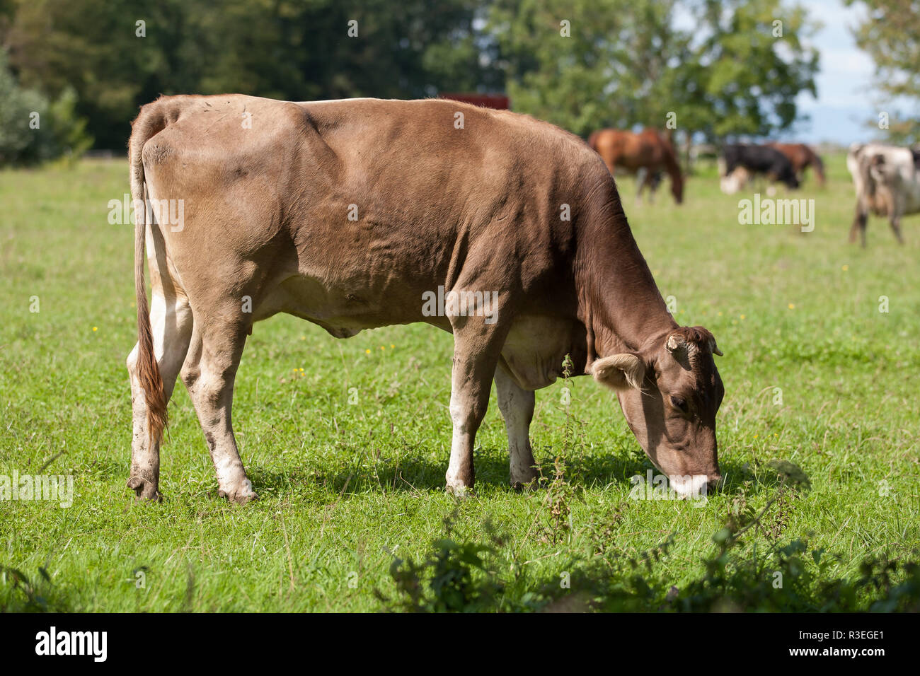 Animal agriculture farming gorge hi-res stock photography and images ...