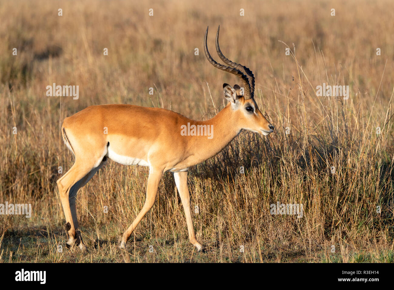 Common impala hi-res stock photography and images - Alamy