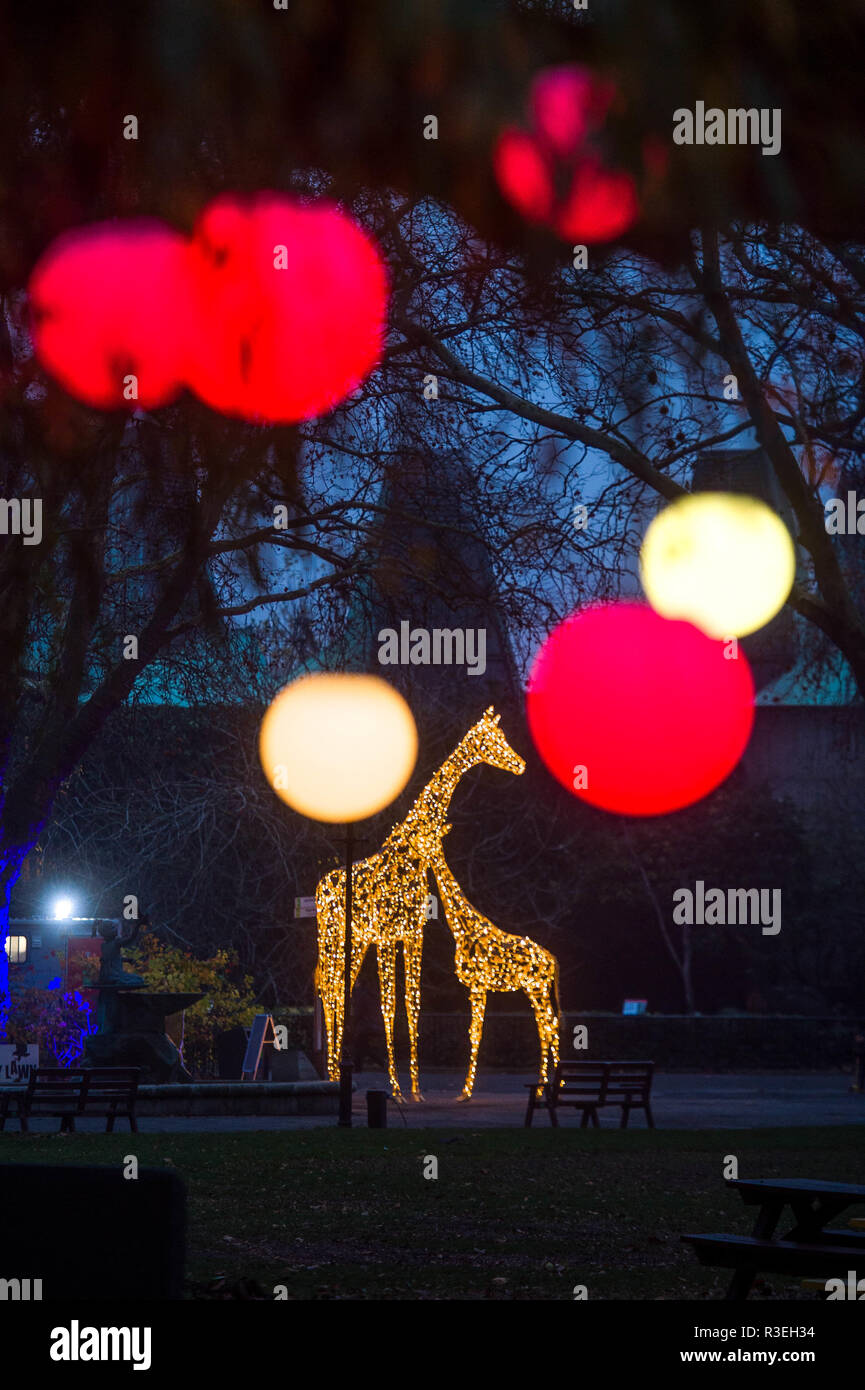 London zoo giraffe christmas lights hi-res stock photography and images ...