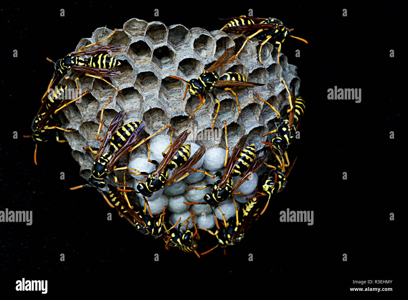 Vespe wasp hi-res stock photography and images - Alamy