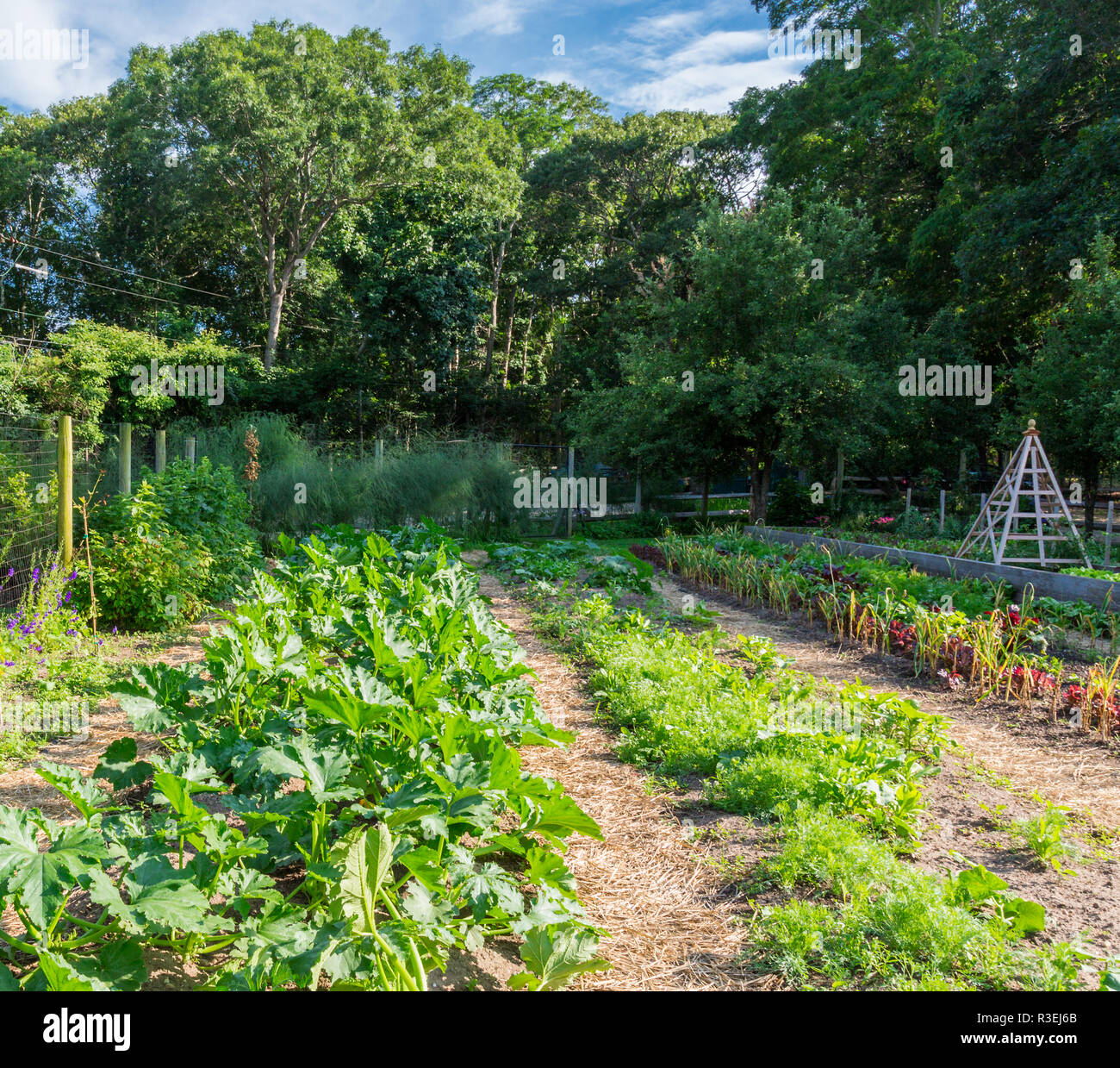Tall plants for the garden hi-res stock photography and images - Alamy