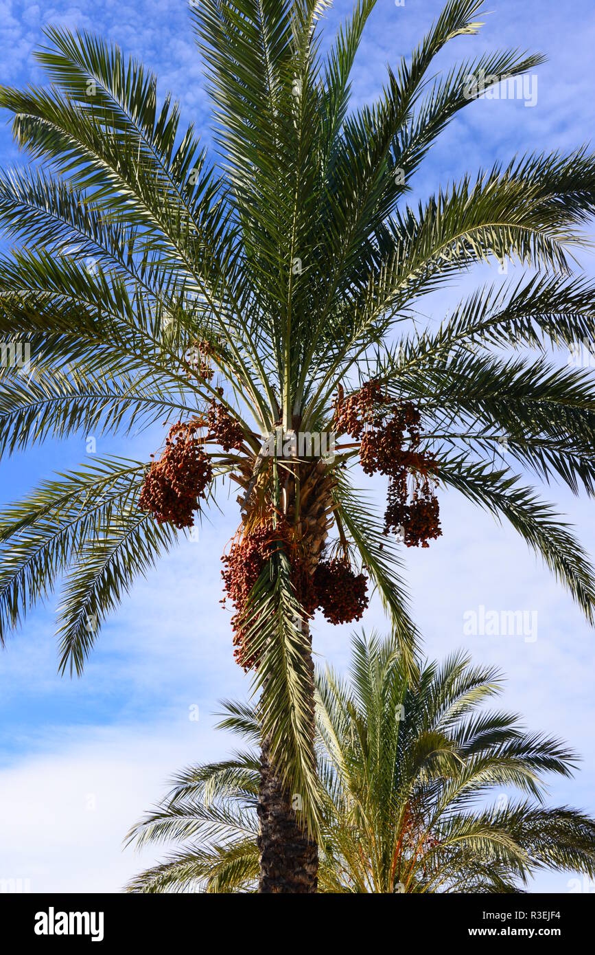 Spain date hi-res stock photography and images - Alamy