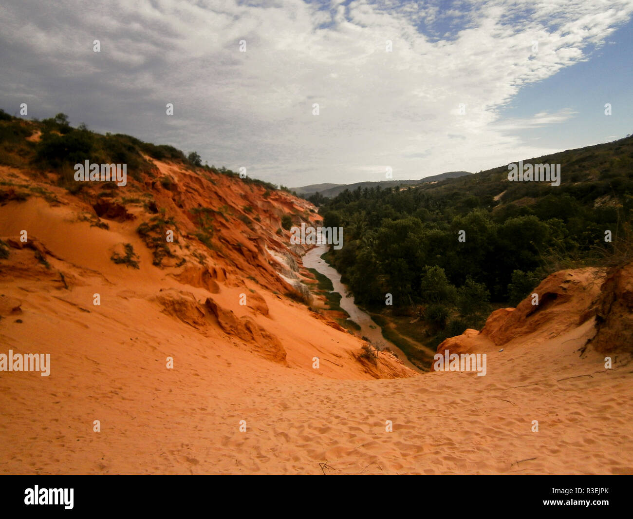 Arabian forest hi-res stock photography and images - Alamy