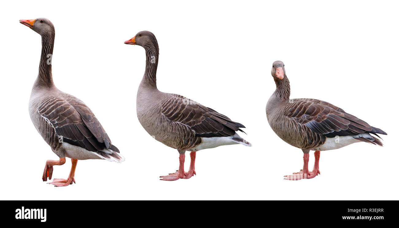 Positions group of people hi-res stock photography and images - Alamy