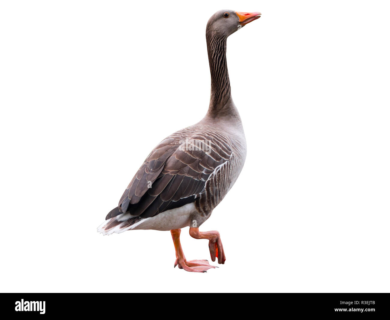 a single swedish goose isolated on a white background Stock Photo - Alamy
