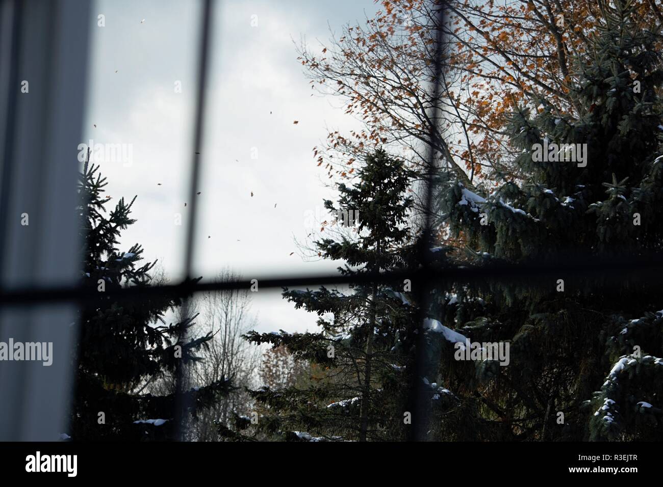 Falling leaves from the window Stock Photo - Alamy
