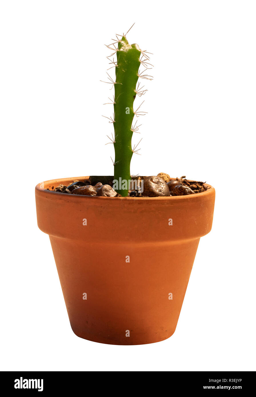 a small and decorative cactus in a pot Stock Photo - Alamy