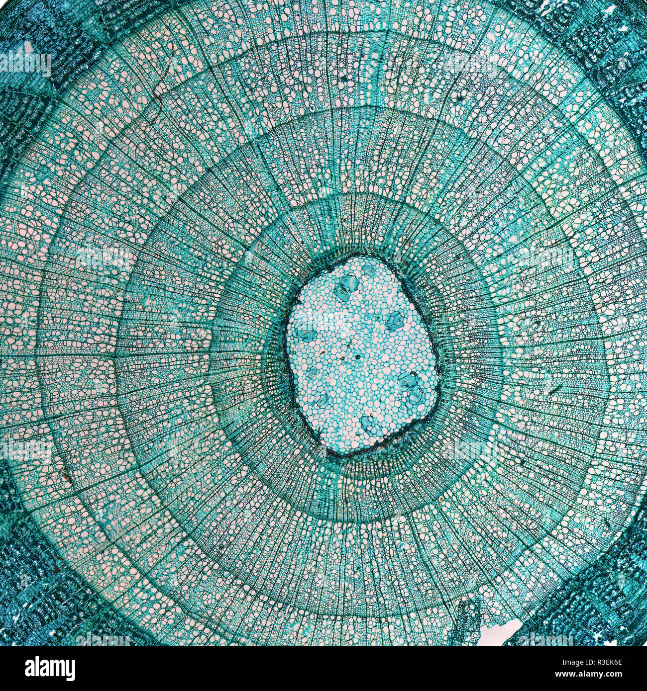 Light microscope cross section stem hi-res stock photography and images ...