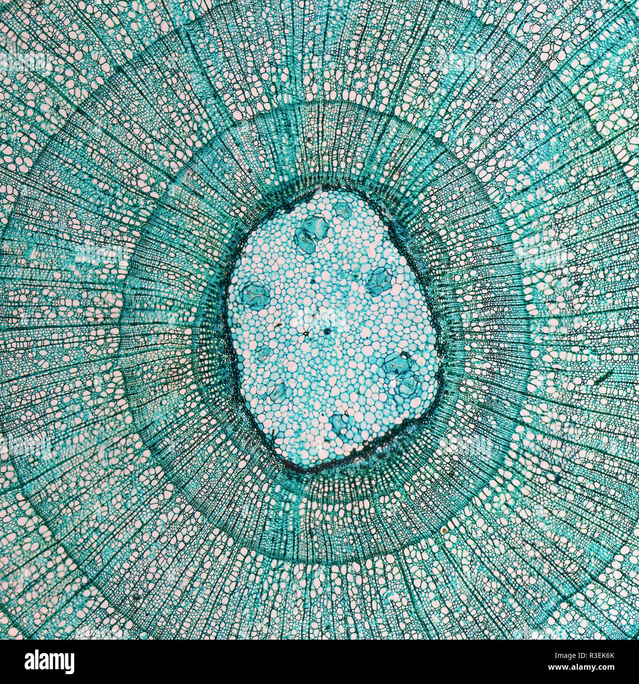 Light microscope cross section stem hi-res stock photography and images ...