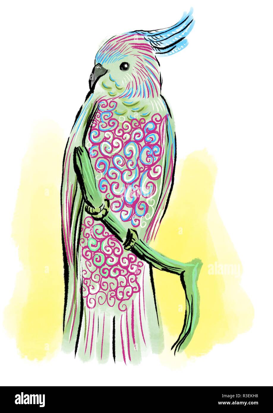 Cockatiel drawing hi-res stock photography and images - Alamy