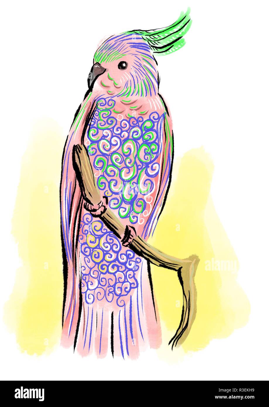 Cockatiel drawing hi-res stock photography and images - Alamy