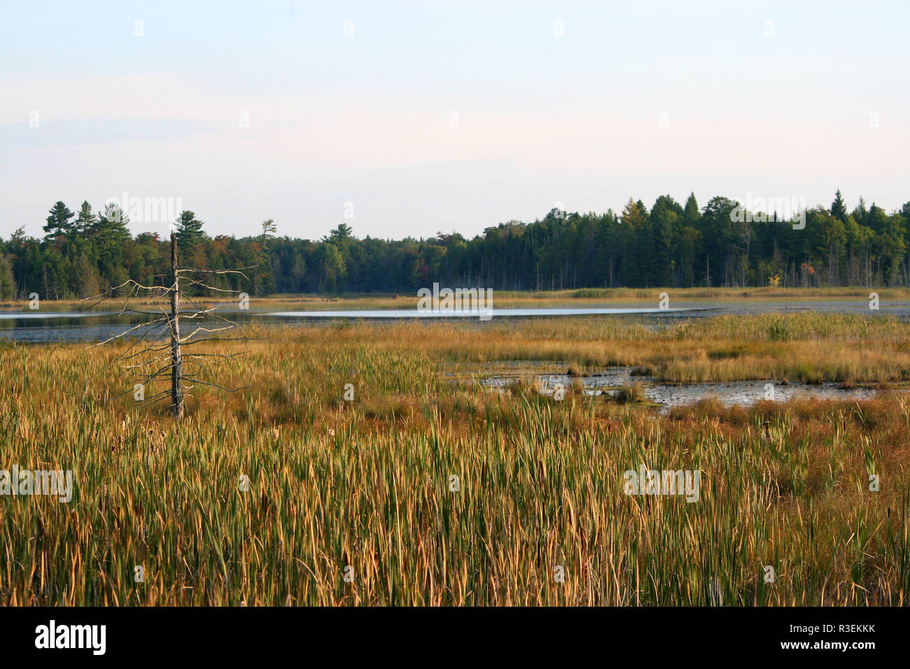 swamps in canada Stock Photo - Alamy