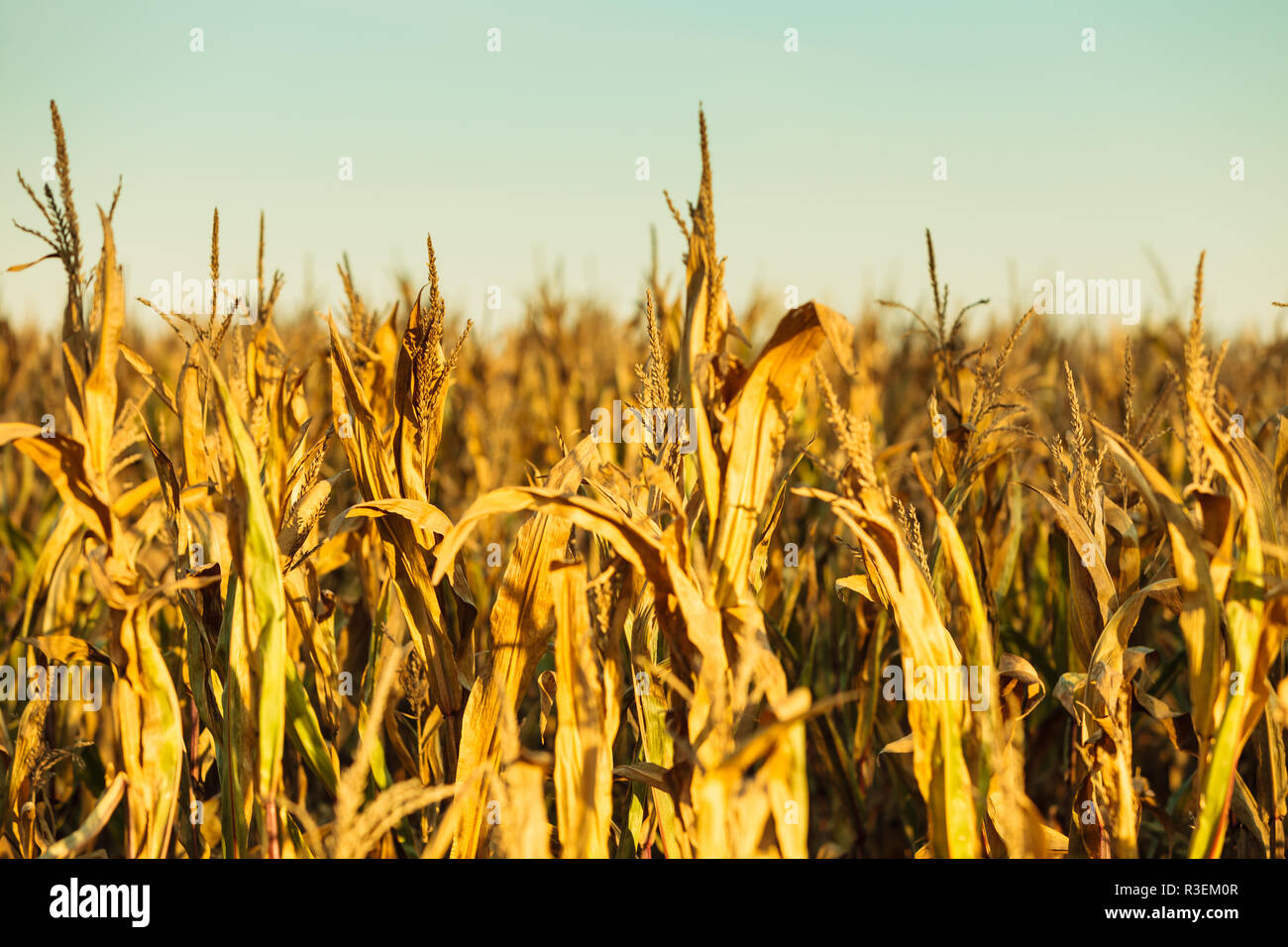Dry corn field at the sunset. Agriculture Stock Photo - Alamy